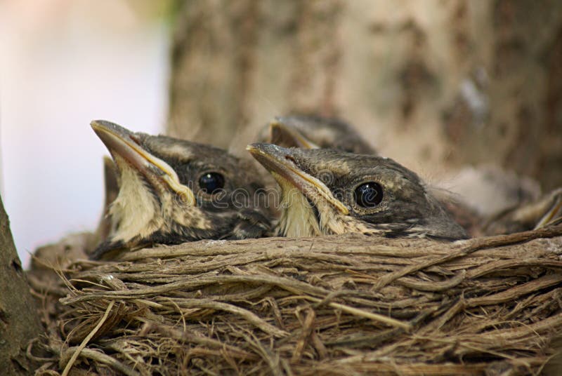 Nestlings stock photo. Image of fledgling, baby, nestling - 14653626