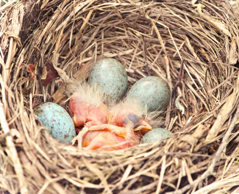 Nestlings stock photo. Image of eggs, eggshell, nestling - 44597072