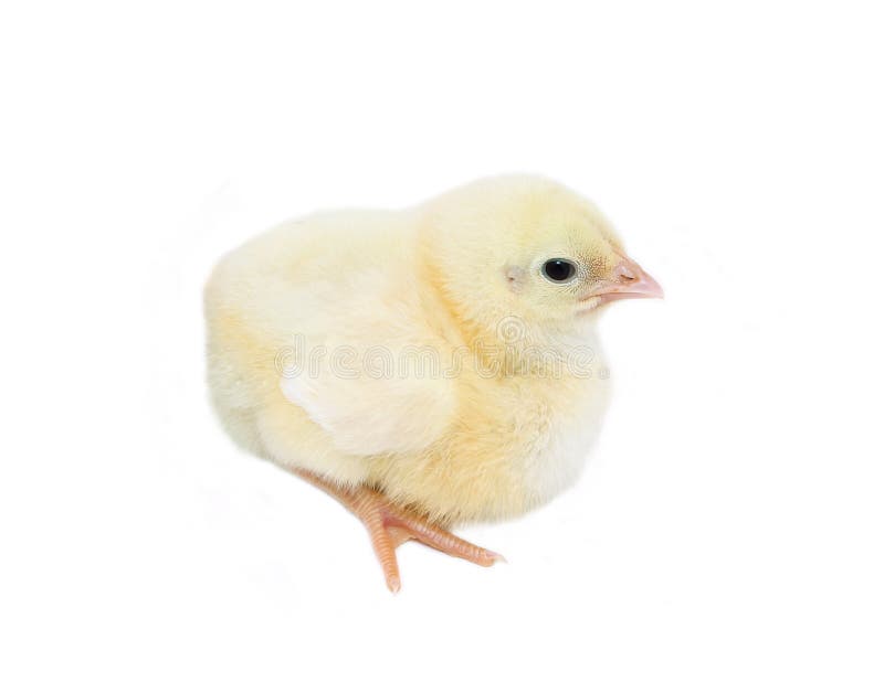 Nestlings Little Yellow Chicks Stock Photo - Image of bird, yellow ...
