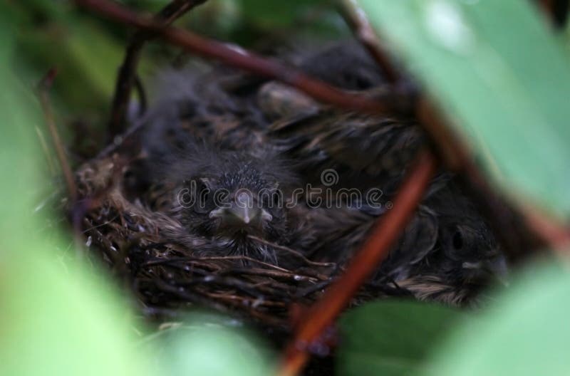 Nestlings of the Thrush in the Shade of the Bush in the Spring Stock ...