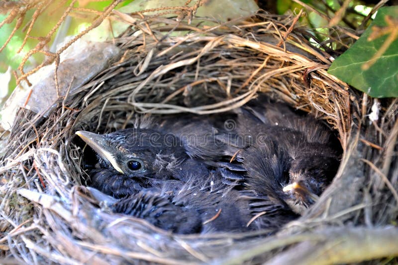 The Nestlings in a Tree Nest. Stock Photo - Image of open, friendship ...