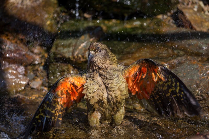 Nestor Notabilis in the Water in Park Stock Photo - Image of animal ...