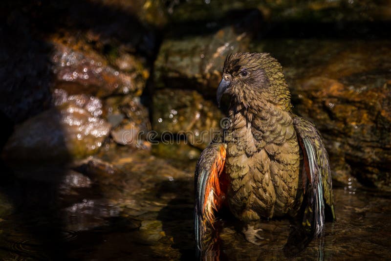 Nestor Notabilis in the Water in Park Stock Photo - Image of animal ...