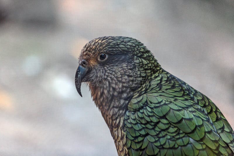 Nestor notabilis stock image. Image of look, background - 106046965