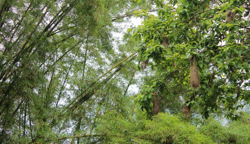 Snokido Guacho Stock Photos - Free & Royalty-Free Stock Photos from ...