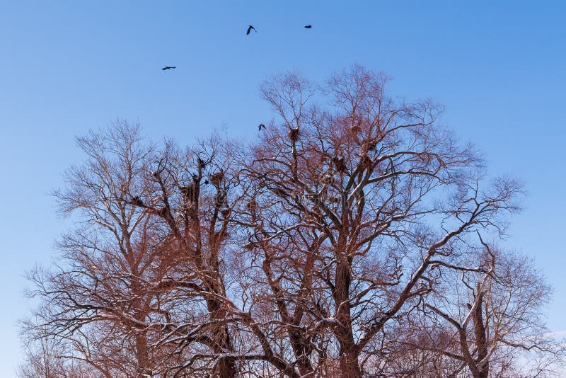 Nests of Rooks on a Large Tree. a Colony of Rooks on a Tree Stock Photo ...