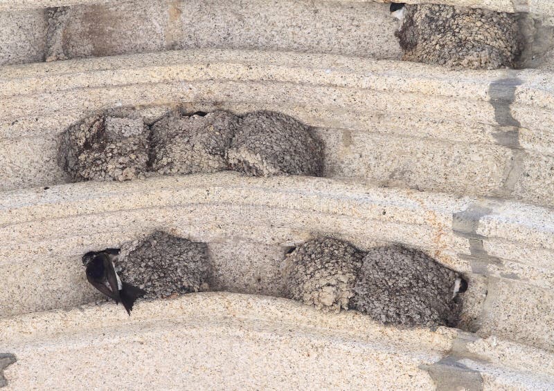 Nests of swallows stock photo. Image of birds, animal - 75435882
