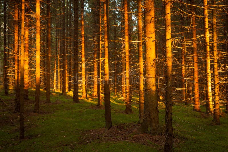 Net Bos En Weg Gouden Zonsonderganglicht Stock Afbeelding - Image of ...