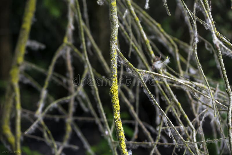 Branches stock photo. Image of perched, europe, color - 237980790