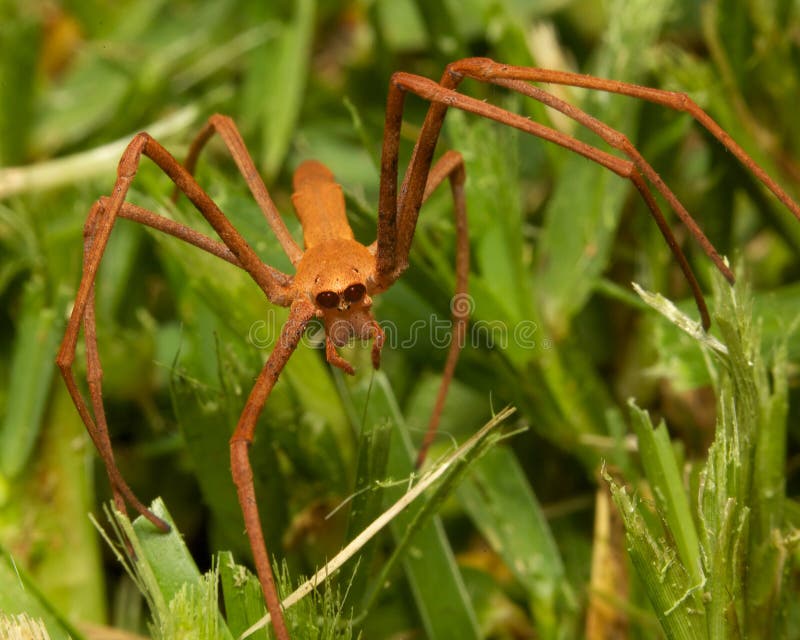 The Deinopis Subrufa Also Called the Rufous Net-casting Spider is a ...