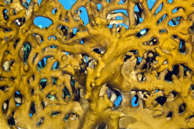 Net Fire Coral (millepora Dichotoma) Stock Photo - Image of ...