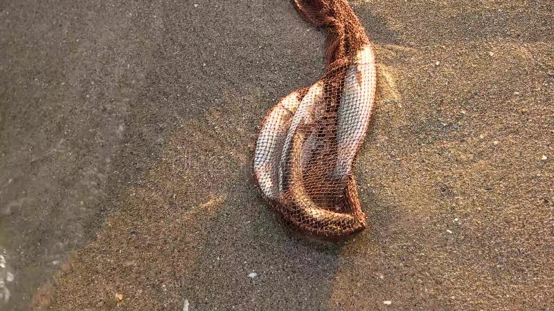 Marine Poaching Stock Footage & Videos - 50 Stock Videos