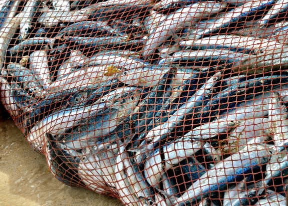 Net is Full of Fish. Nice Catch! Stock Image - Image of meal, healthy ...