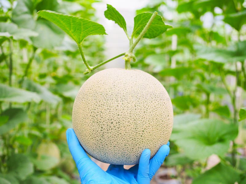 Net melon in farm. stock image. Image of greenhouse - 153535897