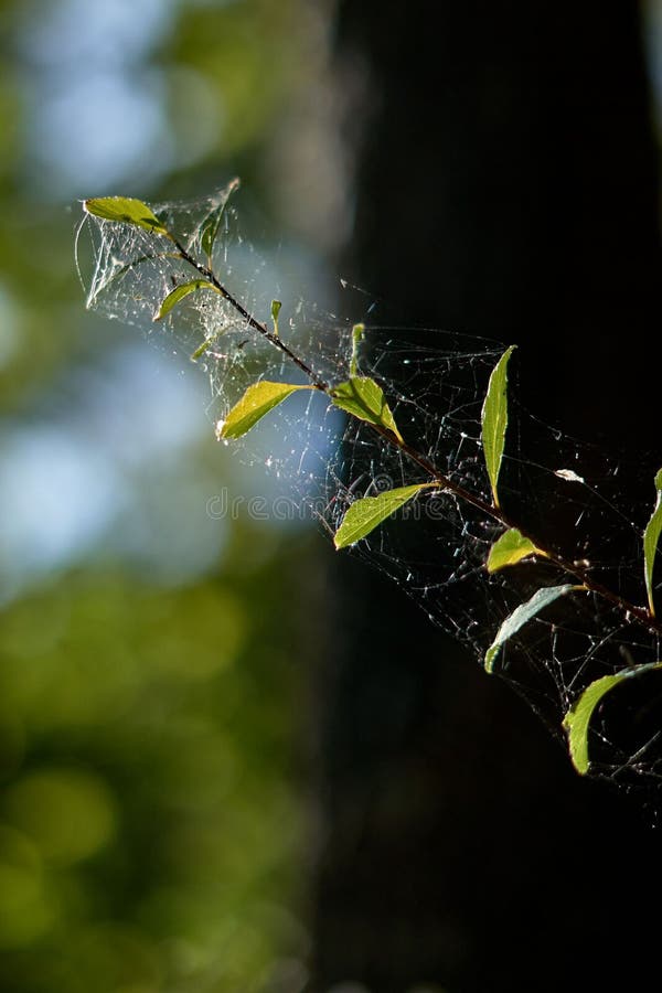 Net of a Spider on a Tiny Tree Branch, Vertical Stock Image - Image of ...
