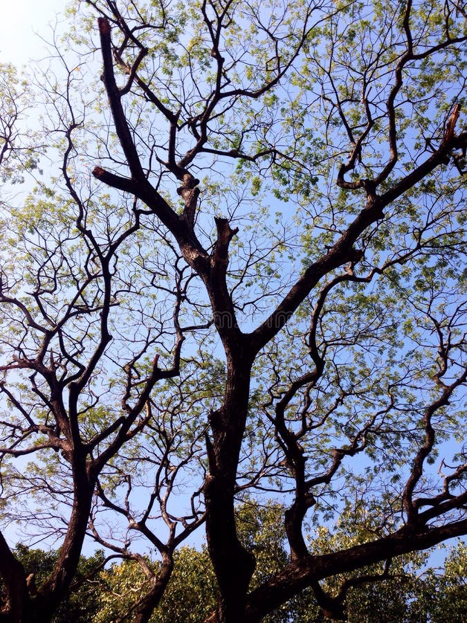 Net of tree stock photo. Image of city, natural, plant - 47471670