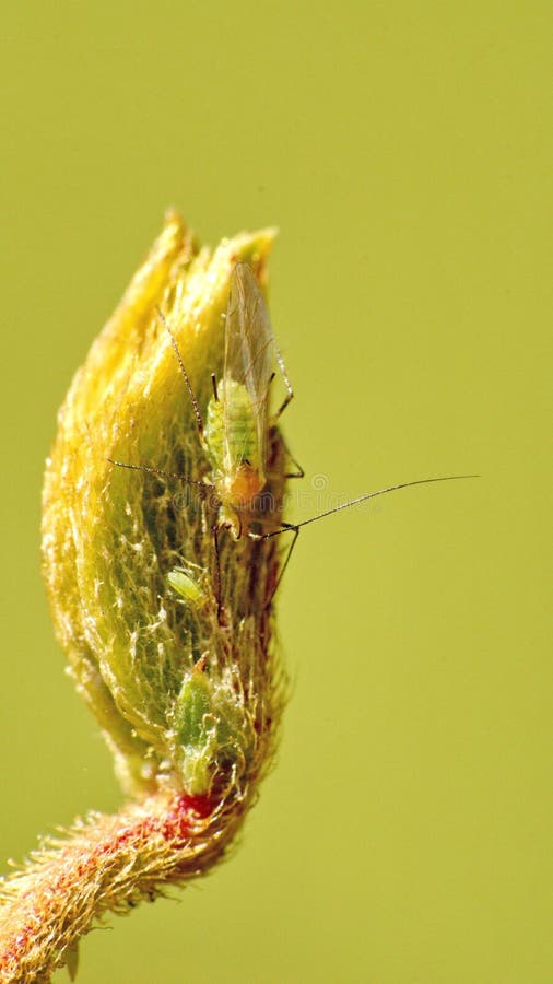 Net winged insect on a bud stock image. Image of insect - 220187759