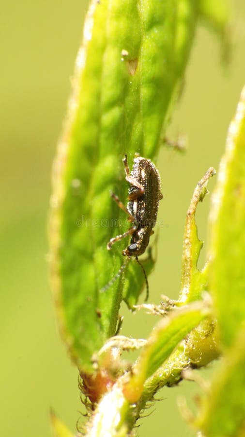 Net winged insect on a bud stock photo. Image of imbabura - 220187834