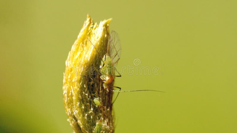 Net winged insect on a bud stock photo. Image of latin - 220187312