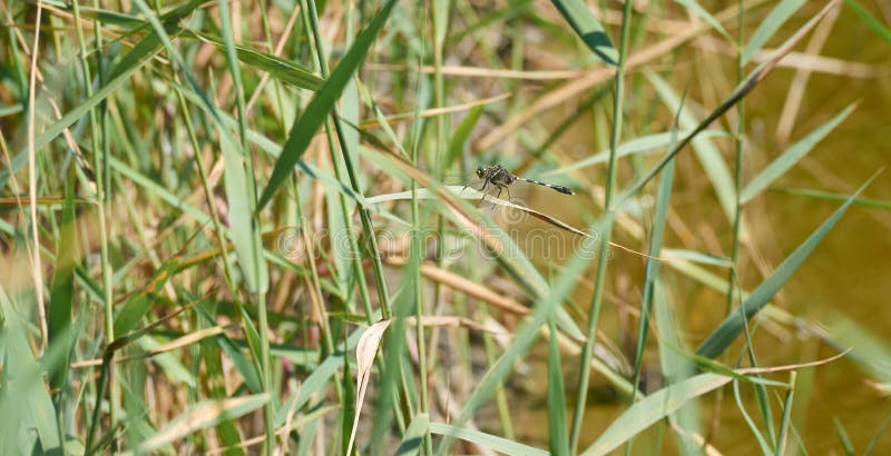 Net-winged Insect on a Grass Stock Image - Image of nature, closeup ...
