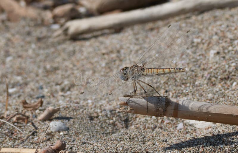 Net-winged Insect on Top of a Wooden Stick Stock Photo - Image of ...