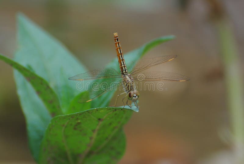 211 Net Winged Insects Stock Photos - Free & Royalty-Free Stock Photos ...