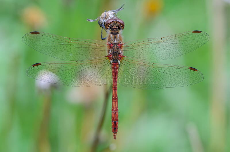 Net wings of dragonfly stock image. Image of stack, sympetrum - 108903621