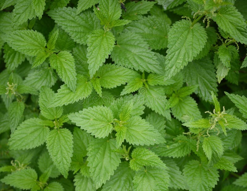 Netel stock foto. Image of vrij, naughty, nave, patroon - 15672196