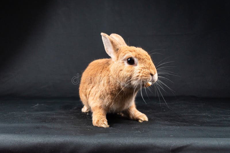 308 Netherland Dwarf Rabbit Stock Photos - Free & Royalty-Free Stock ...