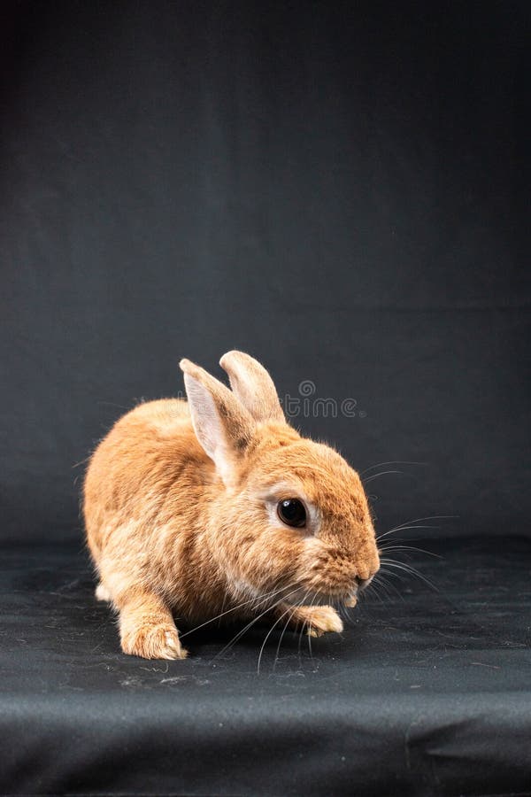308 Netherland Dwarf Rabbit Stock Photos - Free & Royalty-Free Stock ...