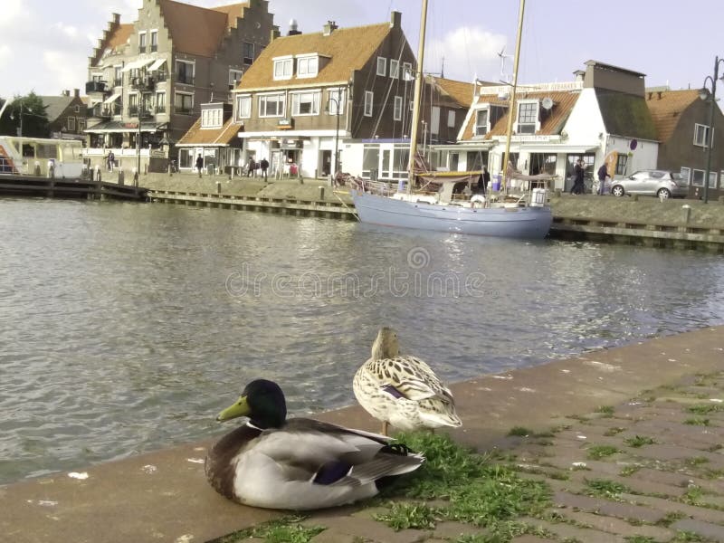 Netherlands ducks stock photo. Image of netherlands, river - 81958954