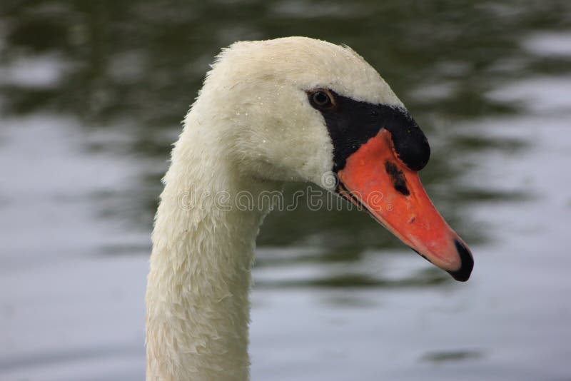 Netherlands Evenings. Lake. Swan Eye. Stock Photo - Image of europe ...