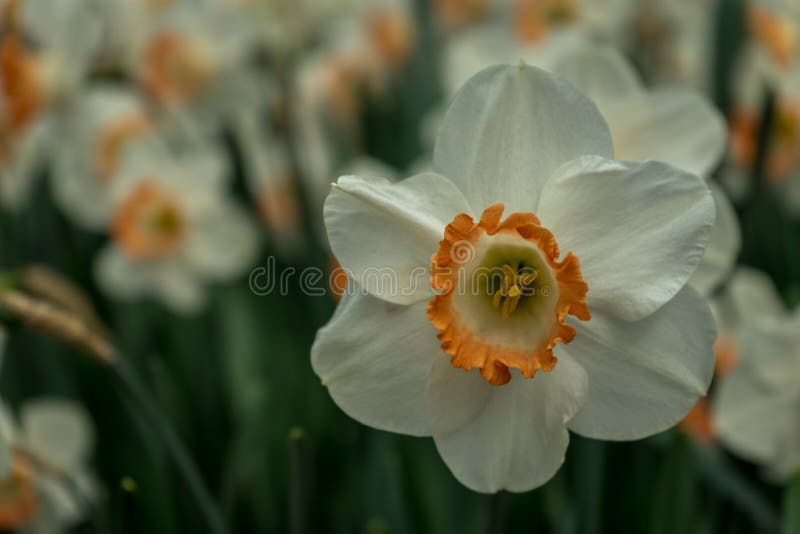 Netherlands,Lisse, a Close Up of a Flower Stock Image - Image of plant ...