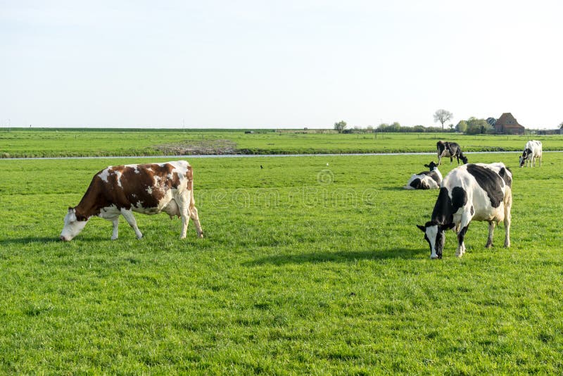 Cows and wetlands stock photo. Image of ecology, china - 13033896
