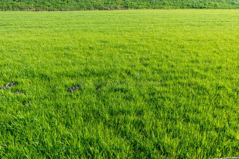 Green Grass with Trees in the Background Stock Photo - Image of ...