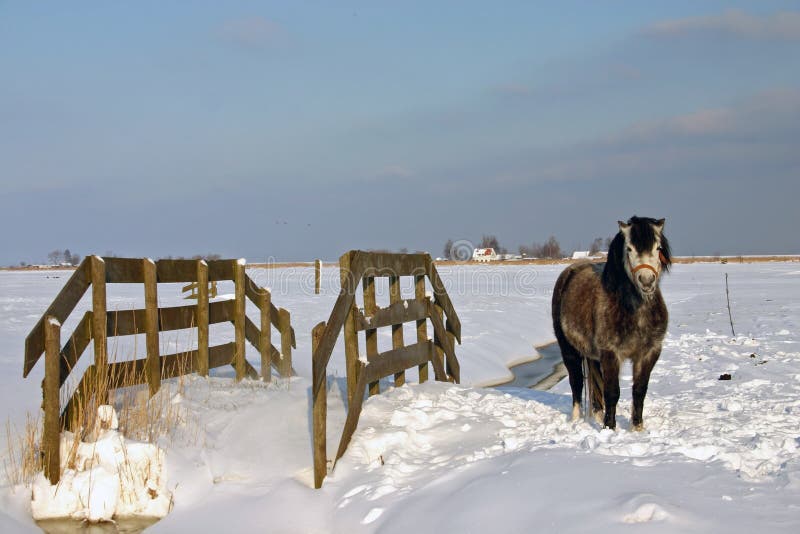 Snow Covered Bale in Field stock image. Image of winter - 567711