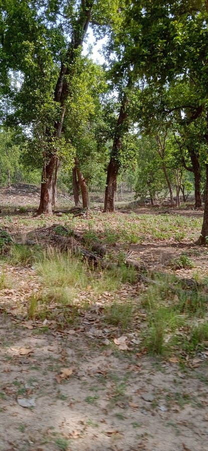 Netional park Mandla stock image. Image of netional - 294637729