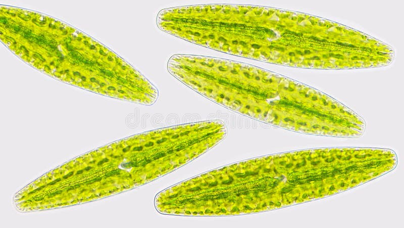 Freshwater Microalgae Collected from Pond, Netrium Digitus Stock Photo ...