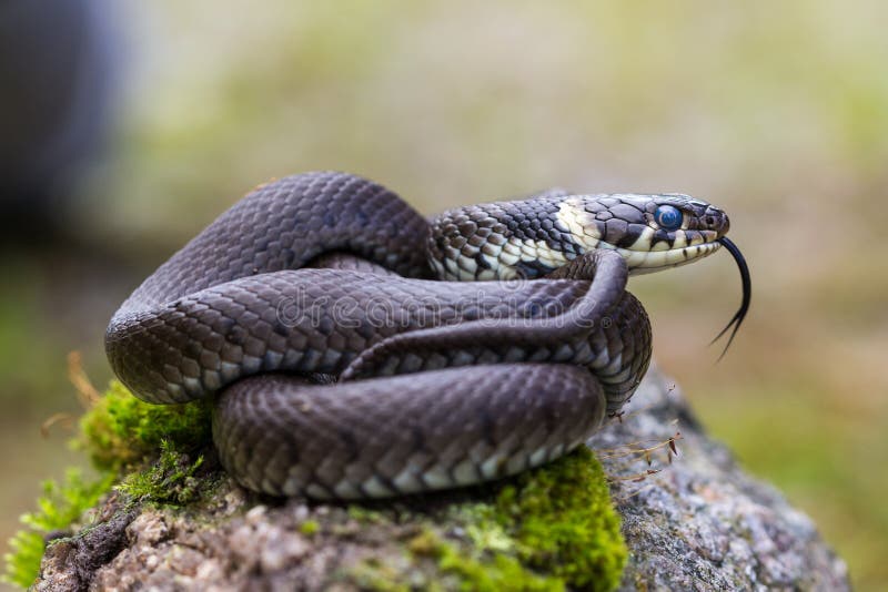 Netrix stock photo. Image of hamrless, afraid, outdoor - 61653938