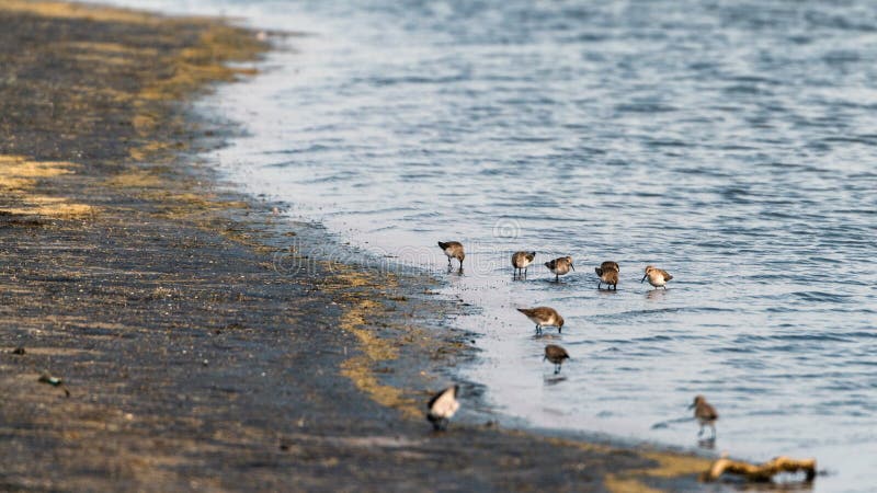 Netta birds on lake stock photo. Image of wild, wildlife - 208966444
