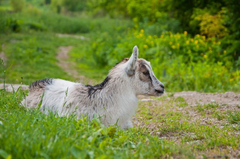 Nette Baby-Ziege stockbild. Bild von bauernhof, herbivorous - 89591049
