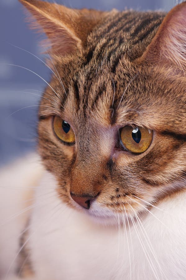 Erwachsene getigerte Katze stockfoto. Bild von reinrassig - 49980656