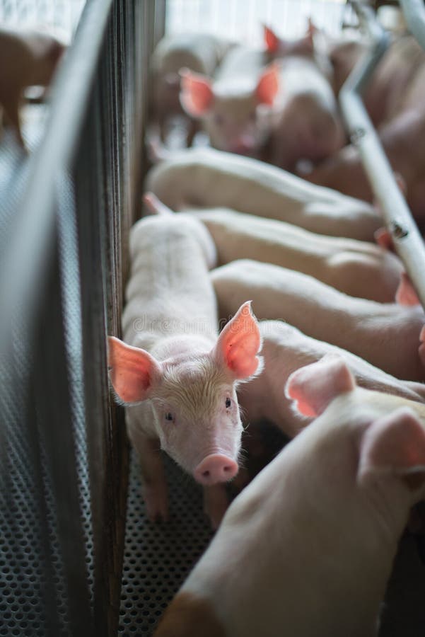 Junges Ferkel Auf Heu Am Schweinbauernhof Stockbild - Bild von blick ...