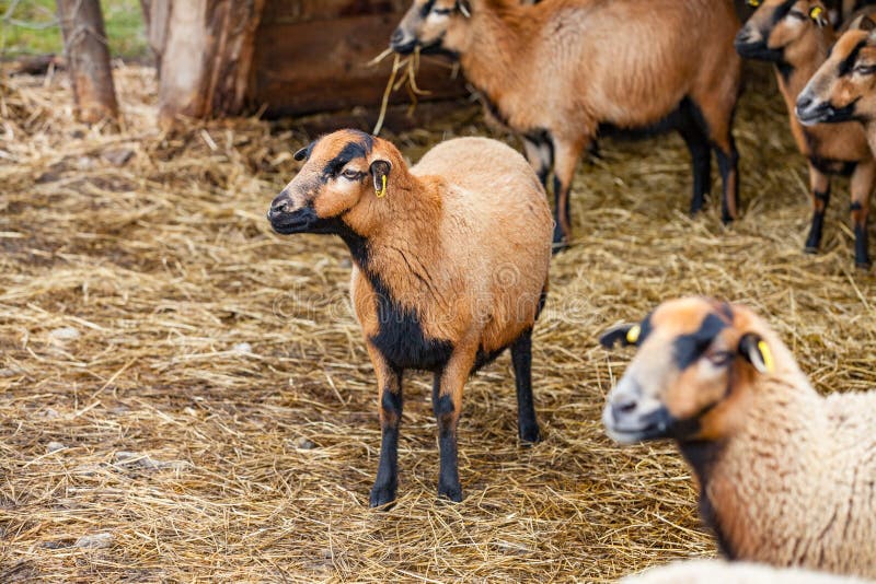 Nette Kamerun-Schafe Im Wald Deutschland Stockbild - Bild von feld ...