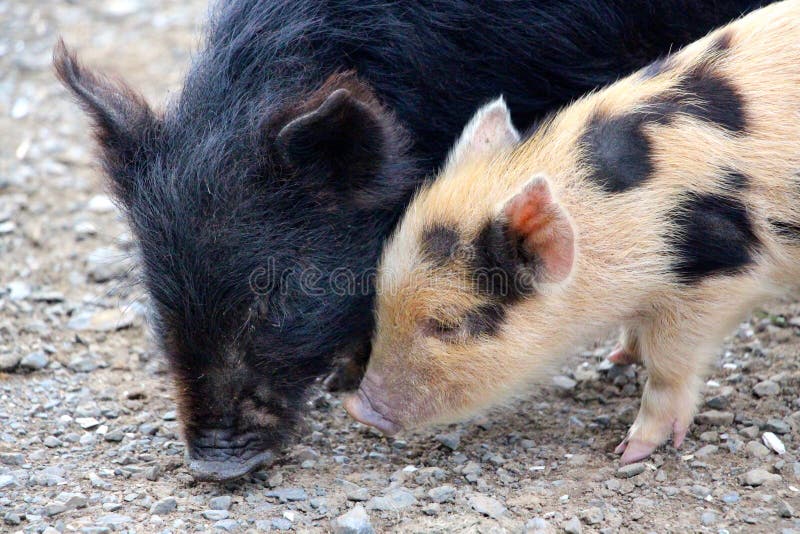 Pickeliges Ferkel Des Netten Kleinen Babys Stockfoto - Bild von ...