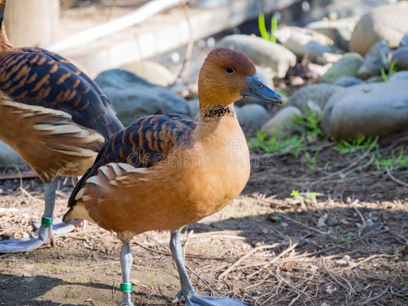Nette kleine braune Ente stockbild. Bild von tier, kalifornien - 112141313