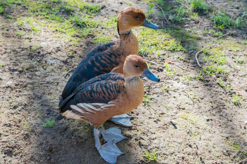 Nette kleine braune Ente stockbild. Bild von gelb, reise - 112153917