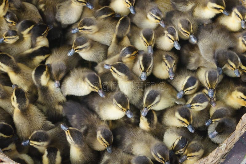 Kleine Enten stockfoto. Bild von entlein, schwarzes, wasser - 2736848