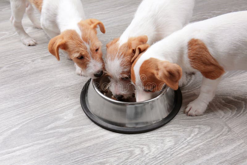 Nette Lustige Hunde, Die Trockenes Lebensmittel Essen Stockfoto - Bild ...