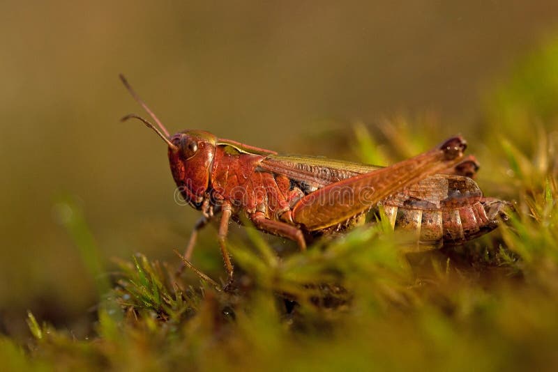 Nette Rote Heuschrecke Im Moos, Omocestus-viridulus Stockfoto - Bild ...
